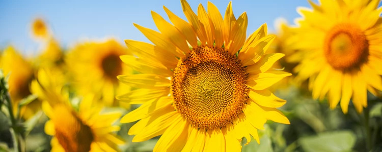 Randers Kommune går med i Solsikkeprogrammet | VORES Randers